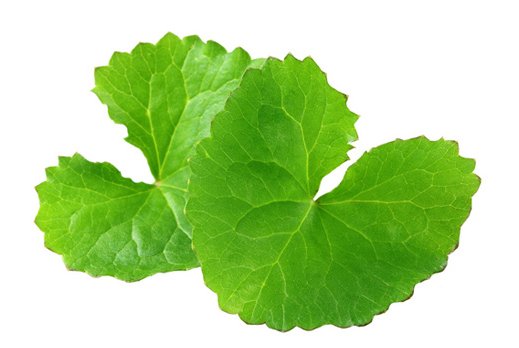 Экстракт центеллы в косметике (Centella asiatica Extract)